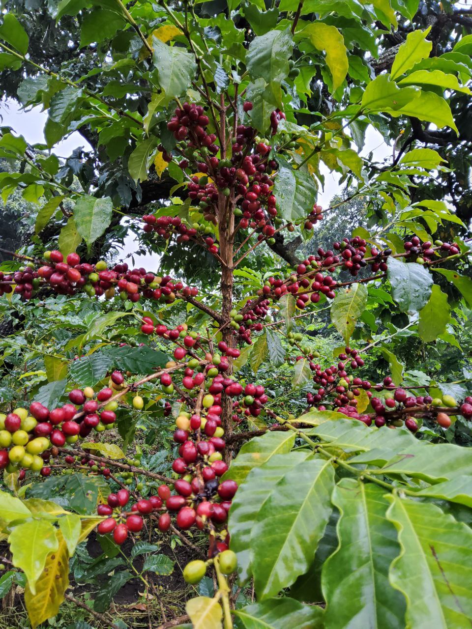 Gallery - Winner coffee
