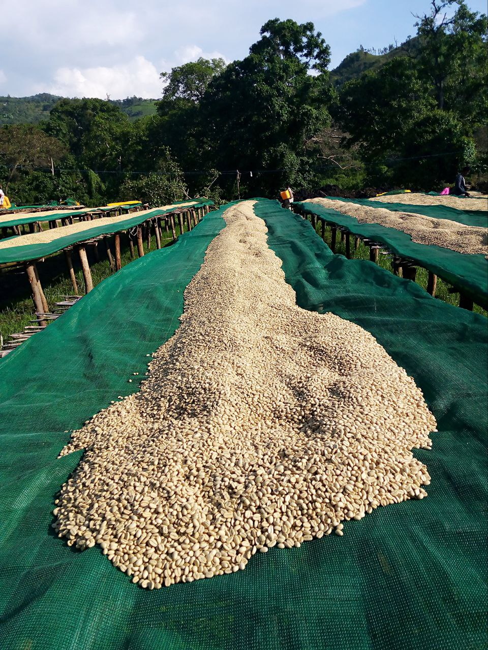 Gallery - Winner coffee